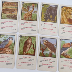 1950's Vintage Piatnik Animal Families Quartet Card Game Complete ...
