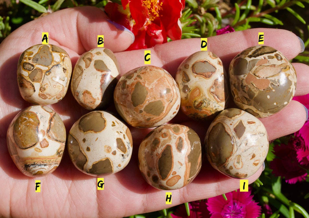 Leopardite Jasper Tumbled Stone Large to Extra Large Size - Etsy