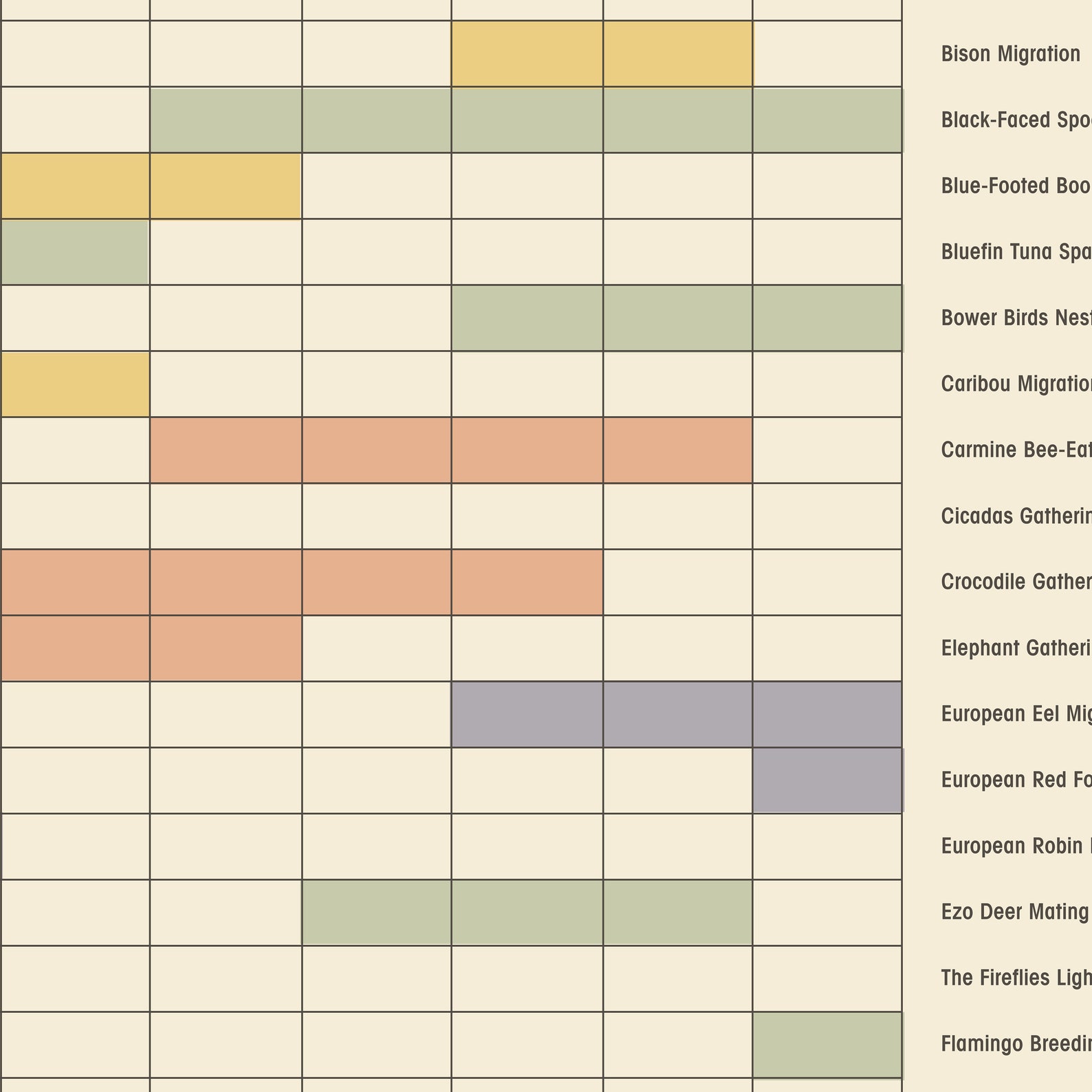 Annual Wildlife Phenomena Calendar Poster - Etsy