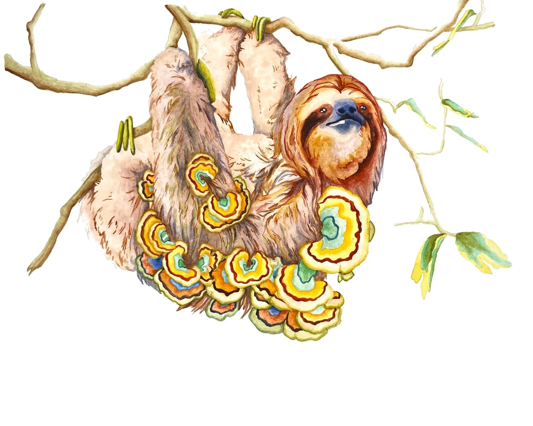 Turkey Tail Sloth - Small Art Print, 8" X 10" - Etsy