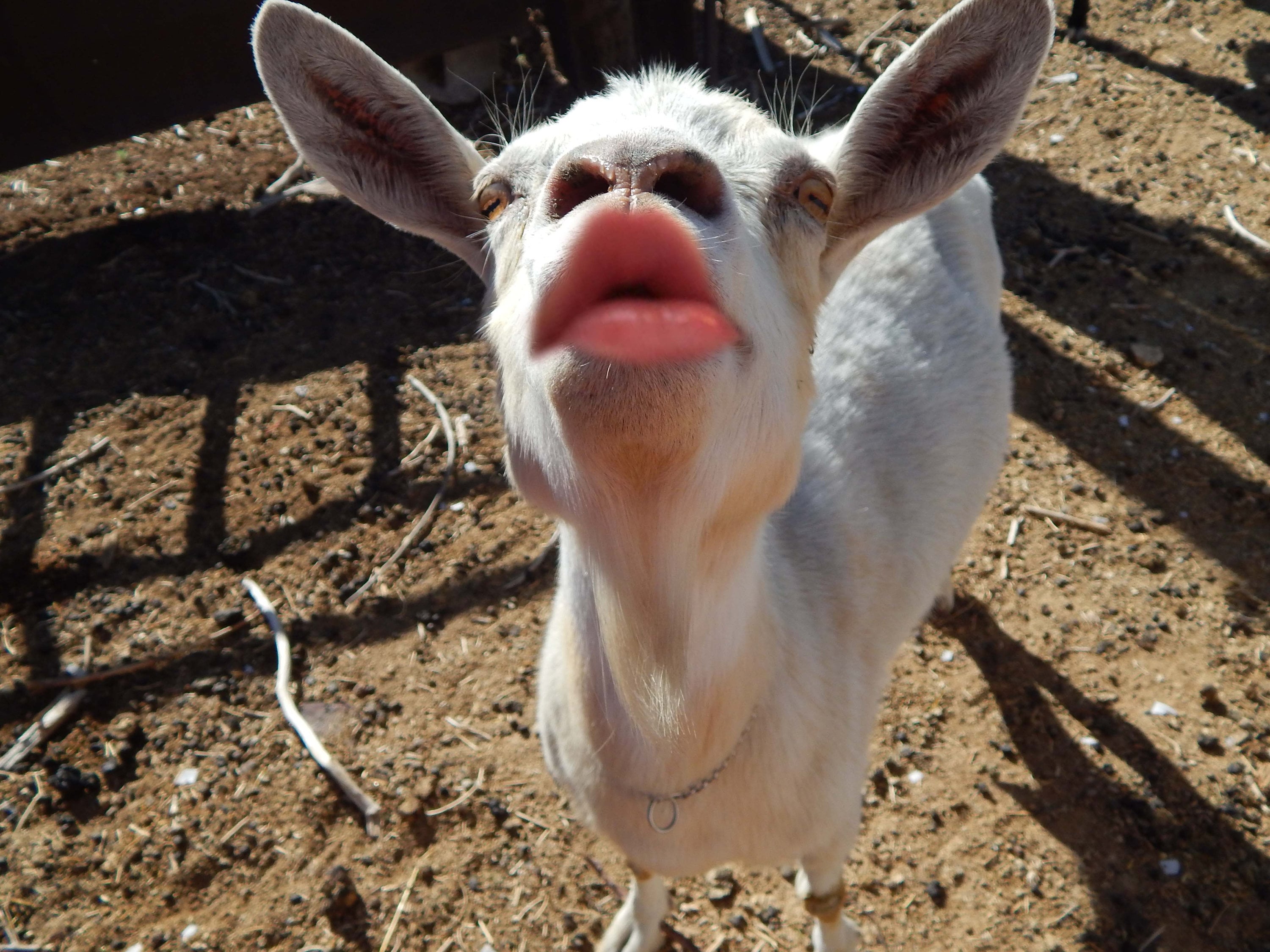 Grappige Geiten Meme Stockfoto's Van Grappige Geit, Rechtenvrije