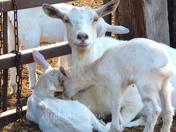 Funny Baby Goat Pictures