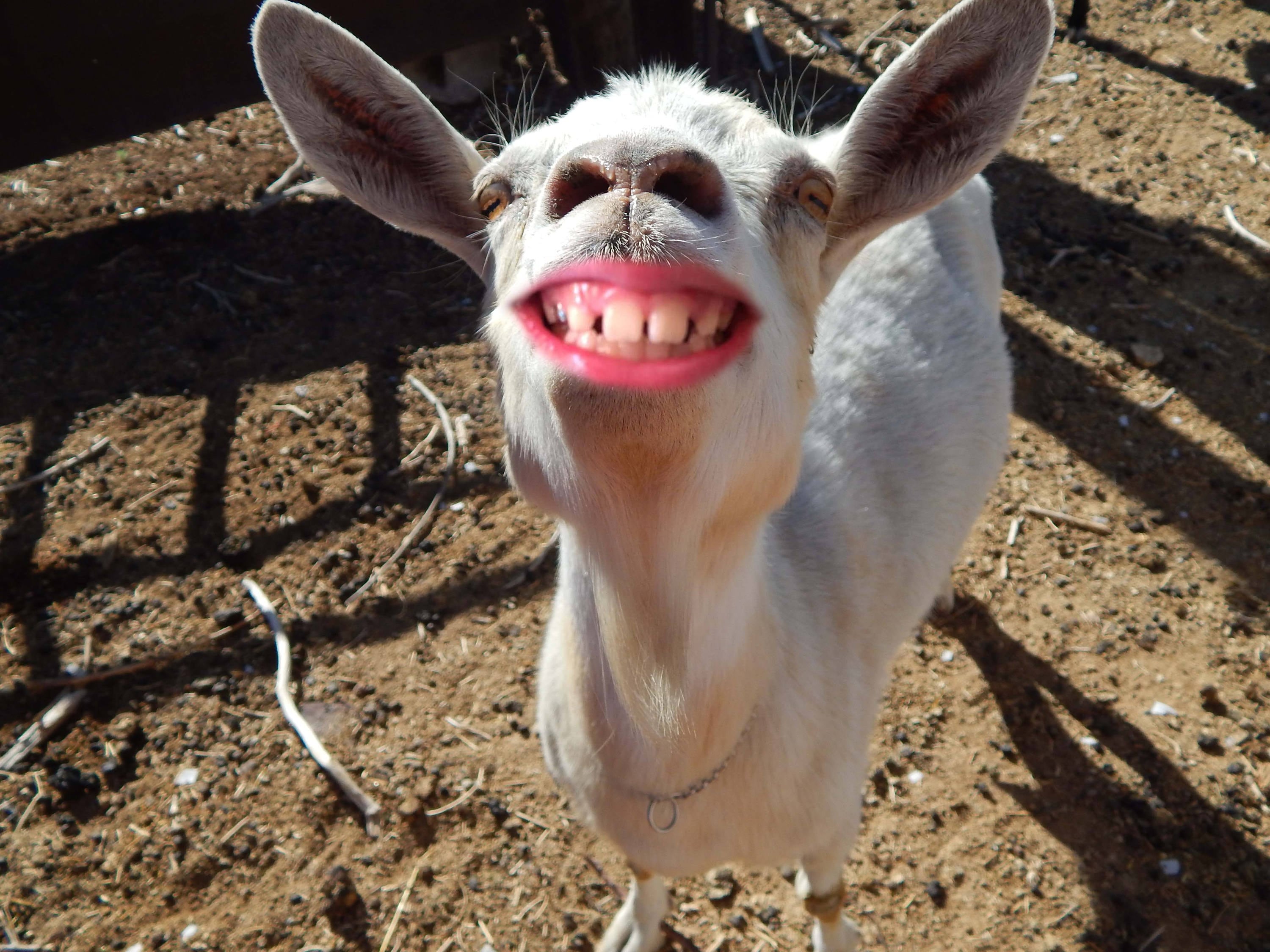 Smiling Goat Tumblr