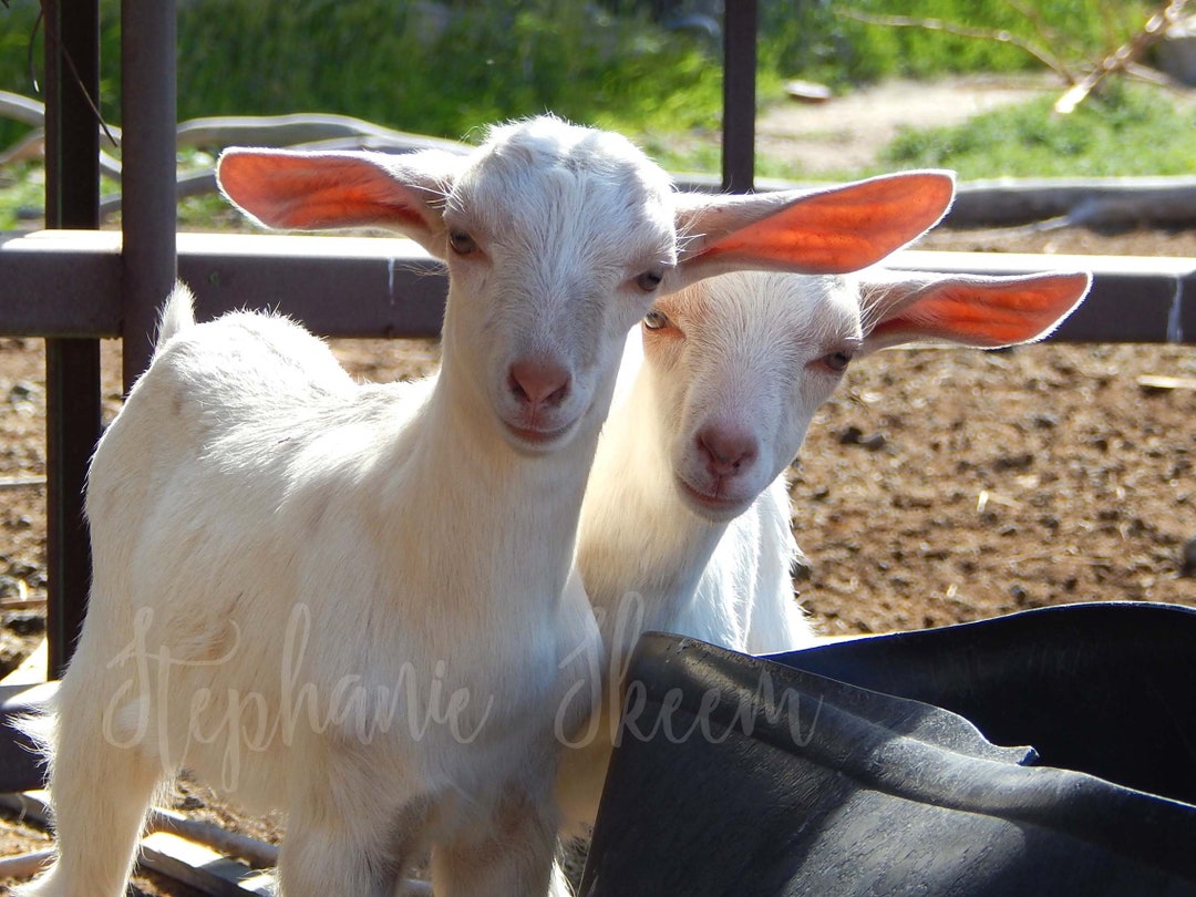 Cute Baby Goats, Goat Ears, Goat Images, Goat Download, White Goat ...