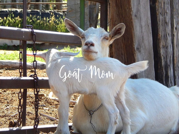 Goat mom goat image Mom gift | Etsy