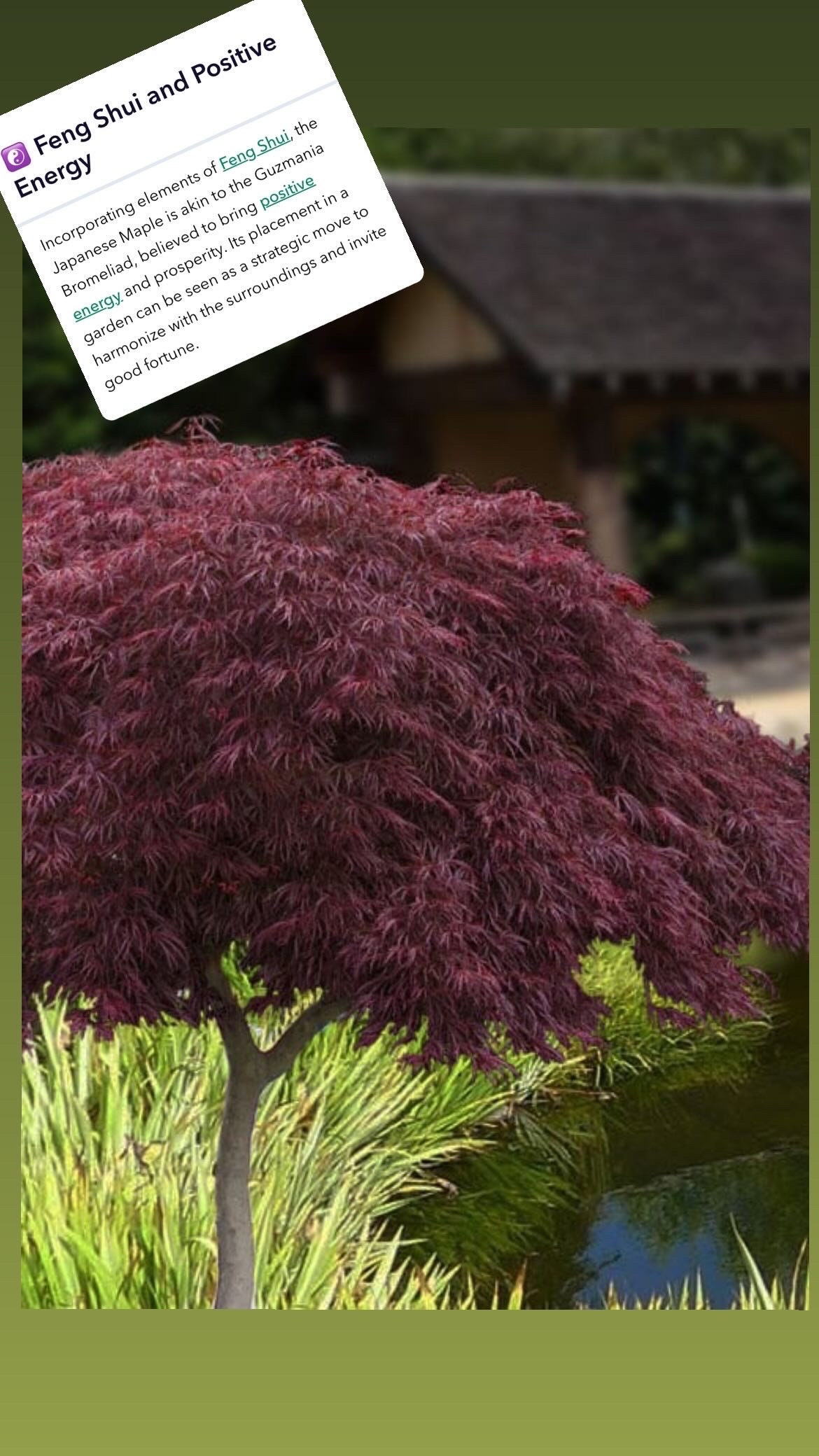 Fresh Cut Japanese Maple Tree Branches - Etsy