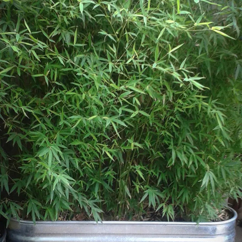 Bamboo Shoots Plants Live - Etsy