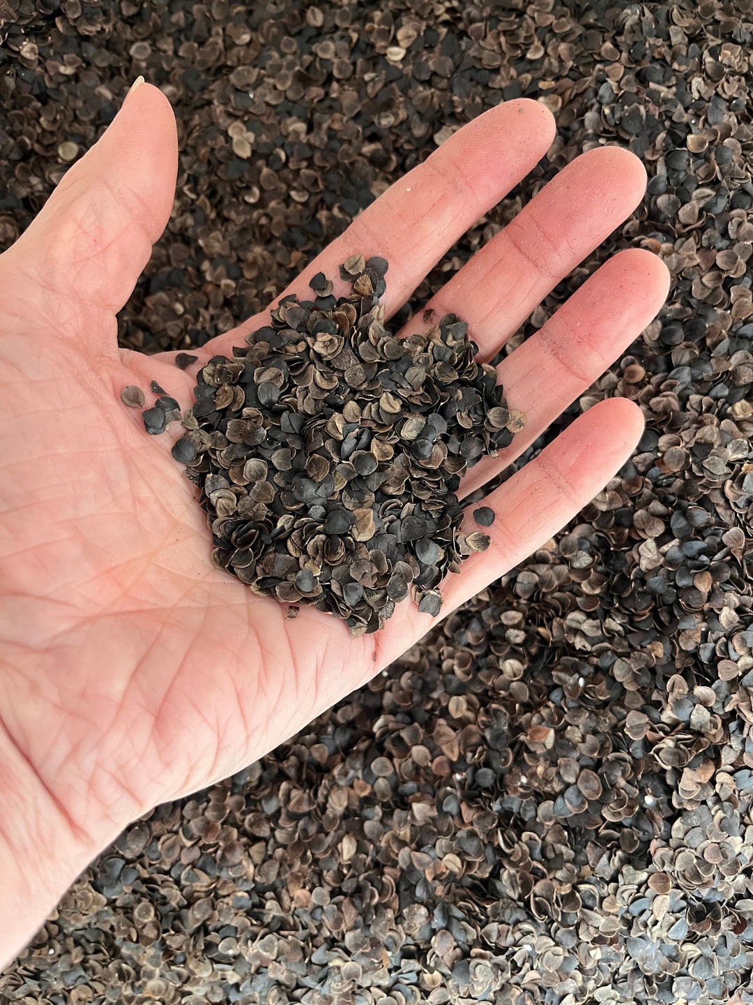 2 Organic Buckwheat Hulls for Filling Pillows, Cushions and Crafts - Etsy