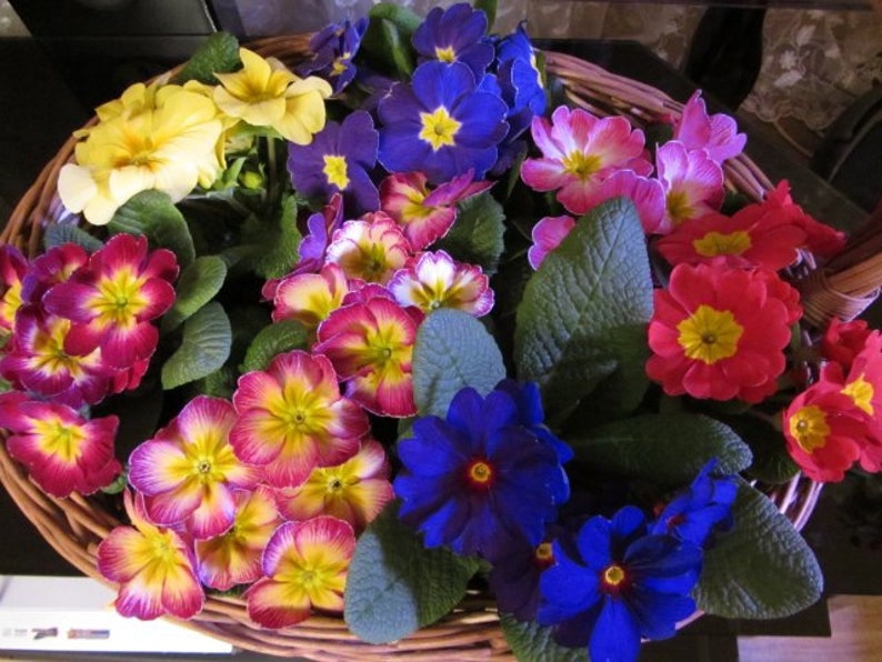 Primula Mix Giant Select Flower Seeds 1774 - Etsy