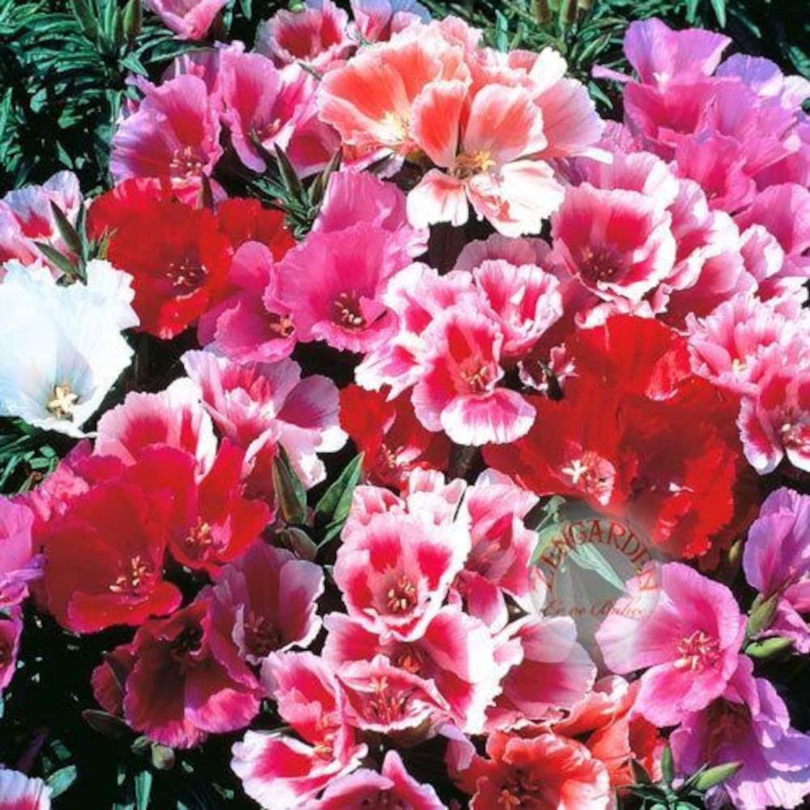 Godetia Grandiflora Mix Flower Seeds de Ucrania 1043 - Etsy España