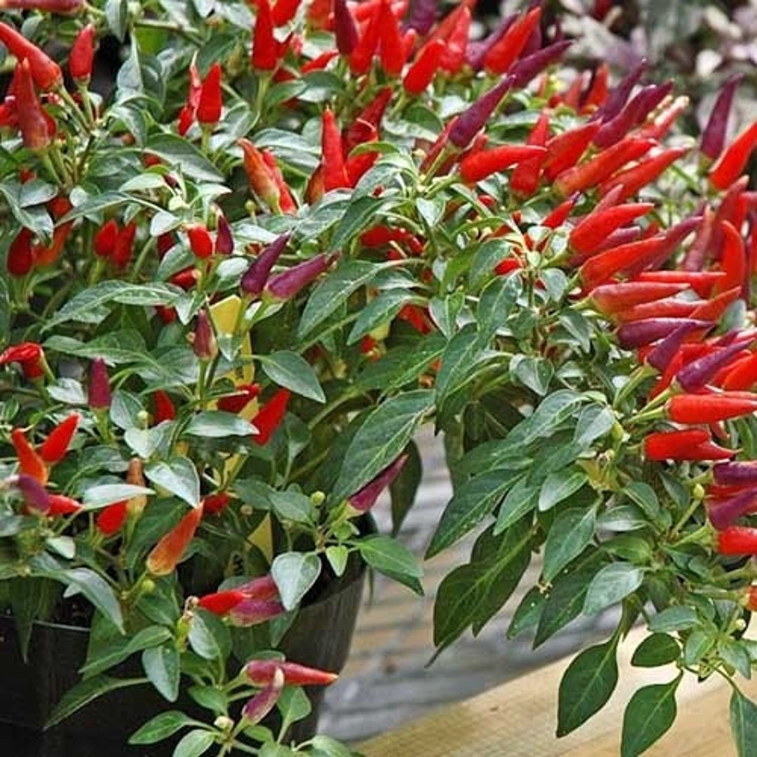 Decorative Pepper Seeds Chilli Red Rocket - Etsy Canada