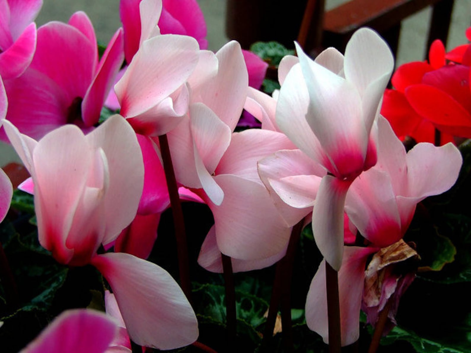 Cyclamen Persicum Persian Cyclamen Flower Seeds Indoor | Etsy