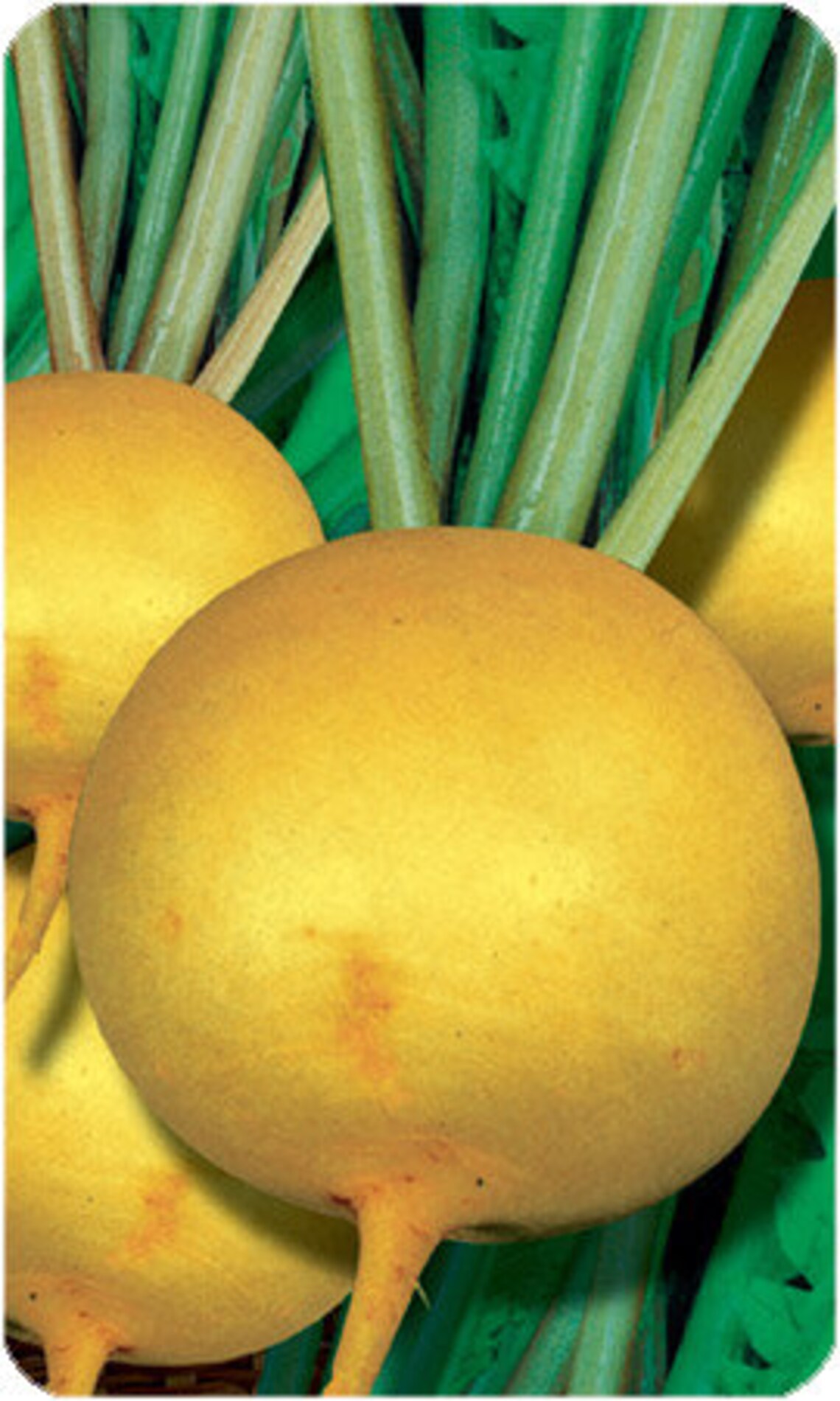 Seeds Turnip Golden Ball - Etsy