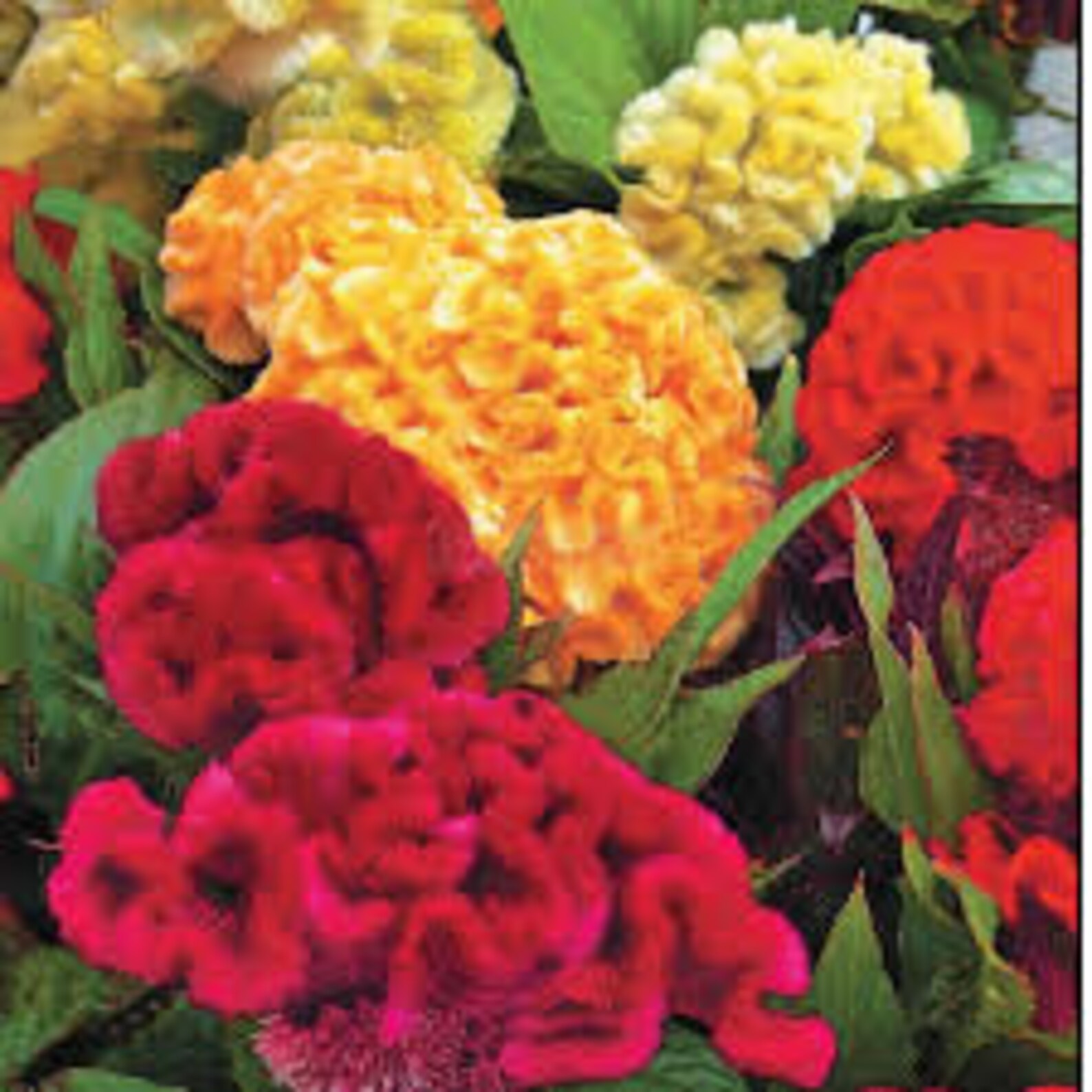 Celosia Flower Seeds Crest Flower Seeds From Ukraine | Etsy