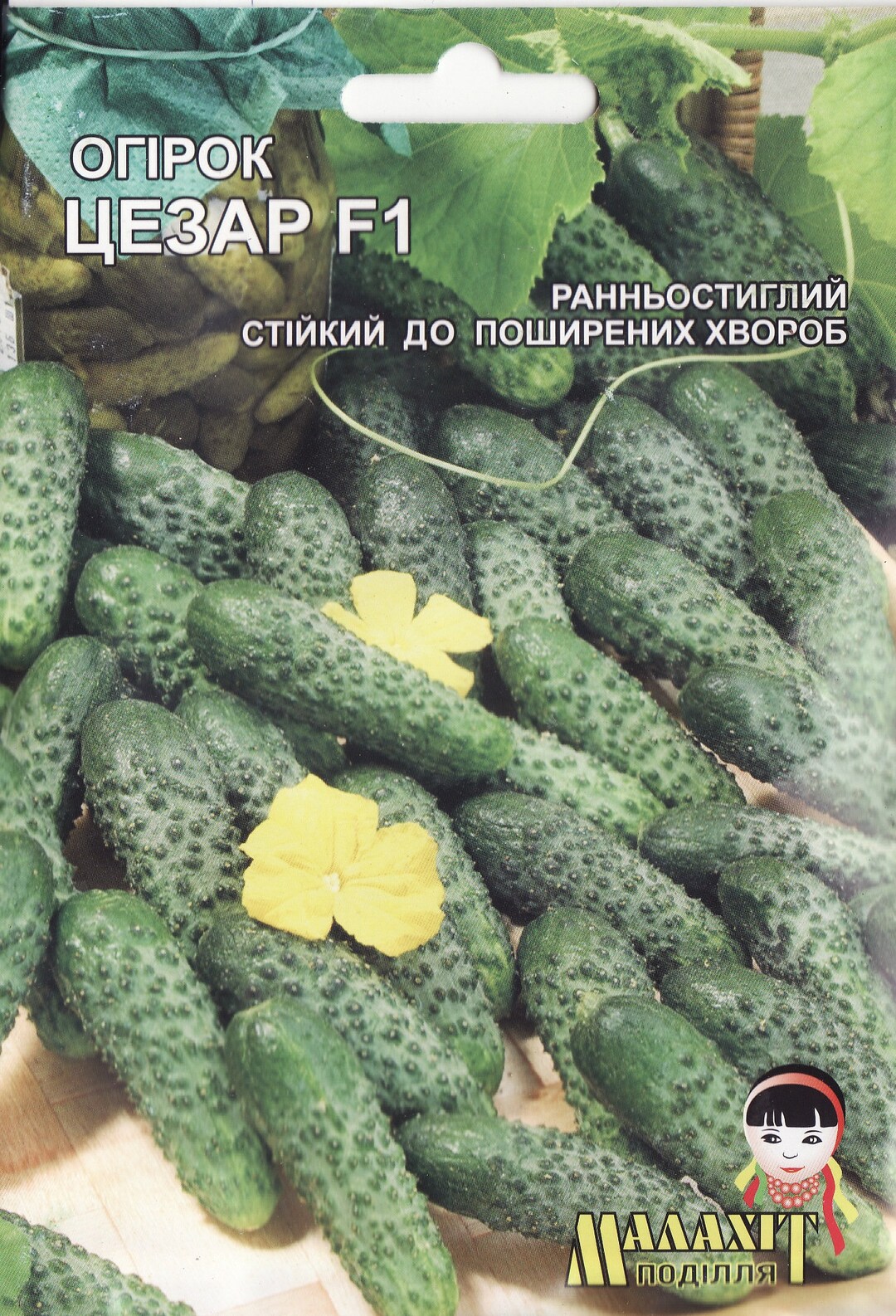 Cucumber Caesar F1 Seeds - Etsy