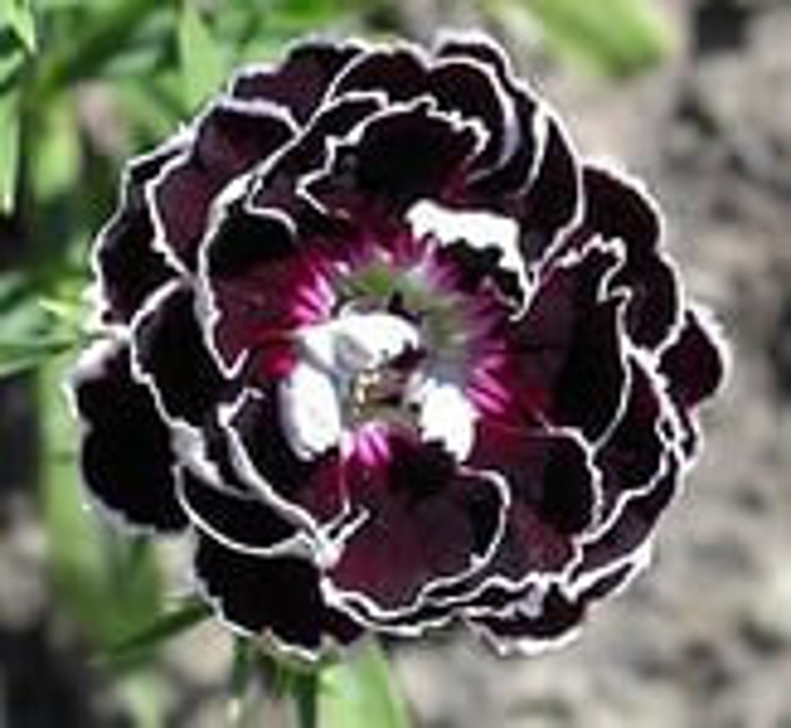 Clove Dianthus Chinese Chianti Flowers Seeds From Ukraine - Etsy