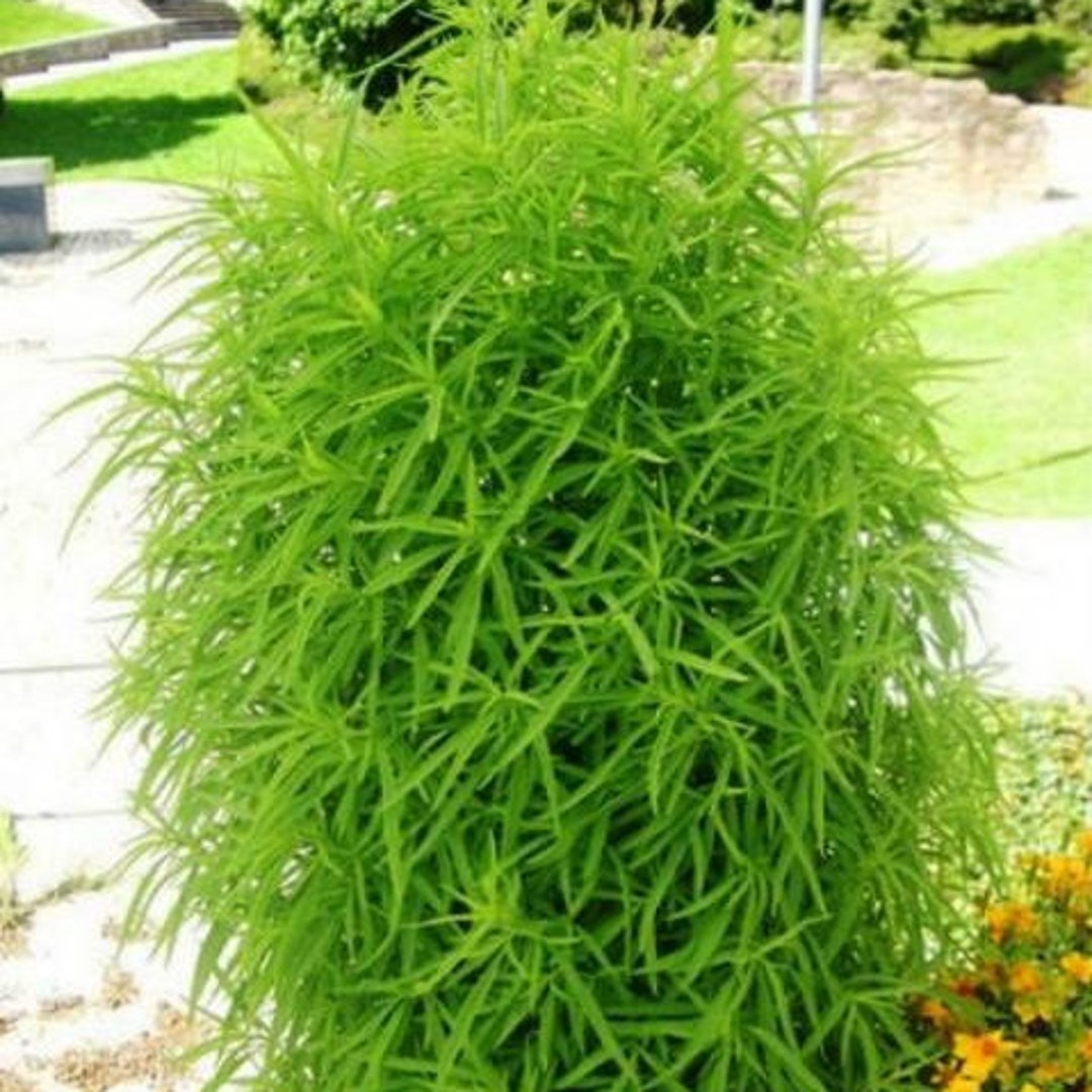 Kohia Childs is an Evergreen Flower Seeds - Etsy