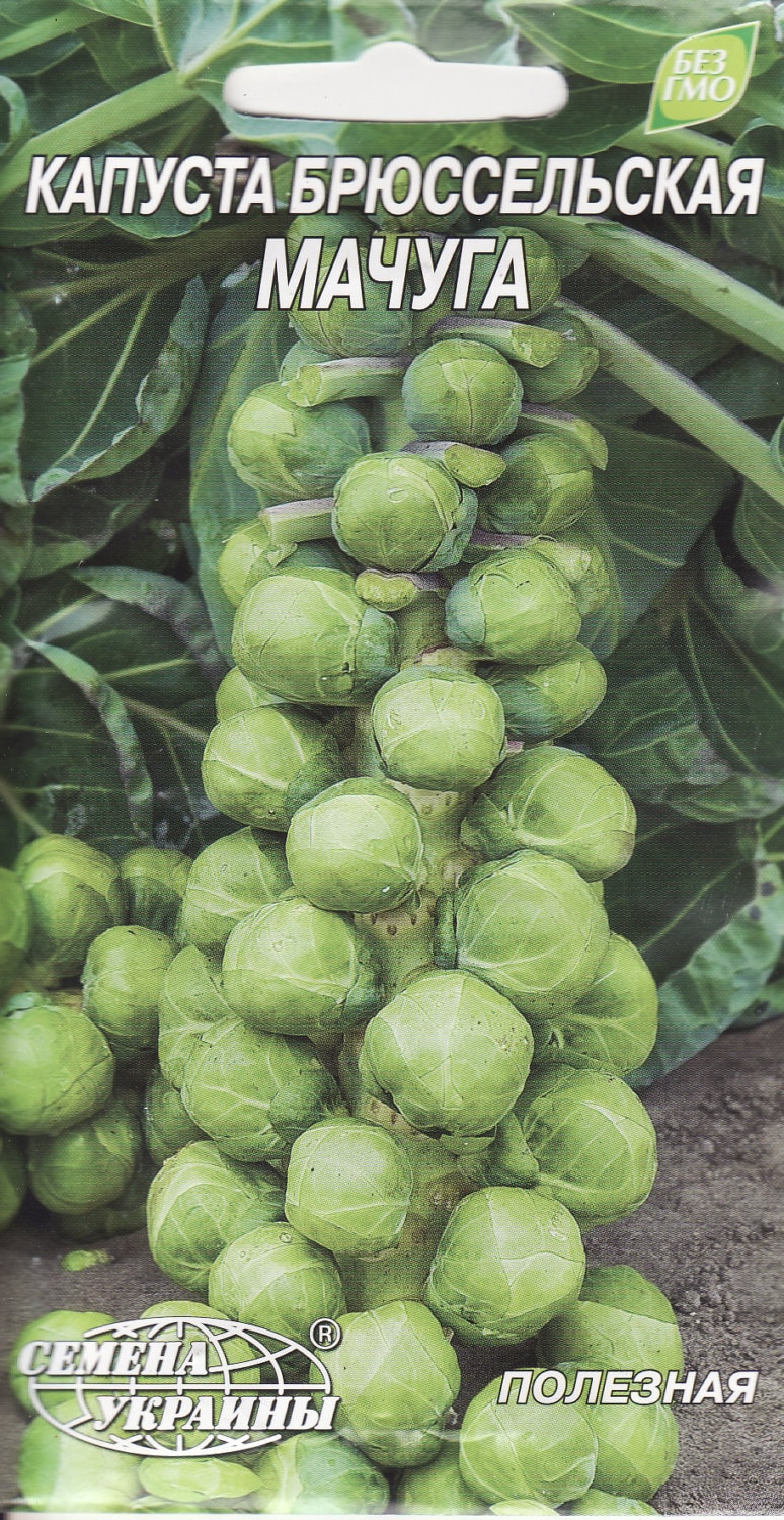 Cabbage Seeds Brussels Machuga Vegetable Seed From Ukraine. - Etsy