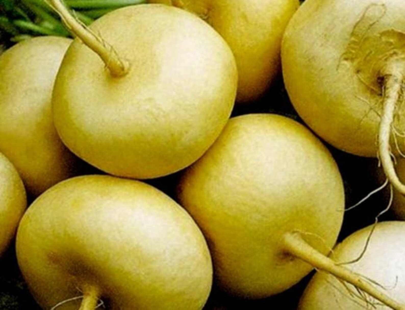 Seeds Turnip Golden Ball - Etsy