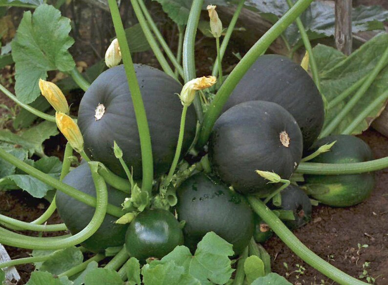 Calabaza Zucchini semillas Botsman orgánicos reliquia vegetal semilla ...