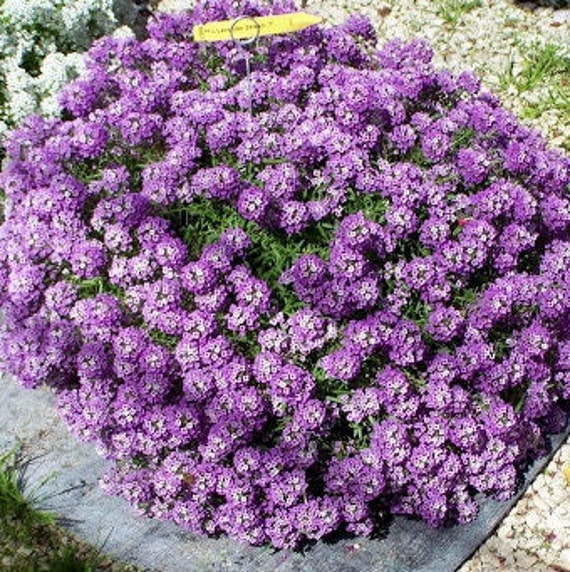 Lobularia Silver Stream