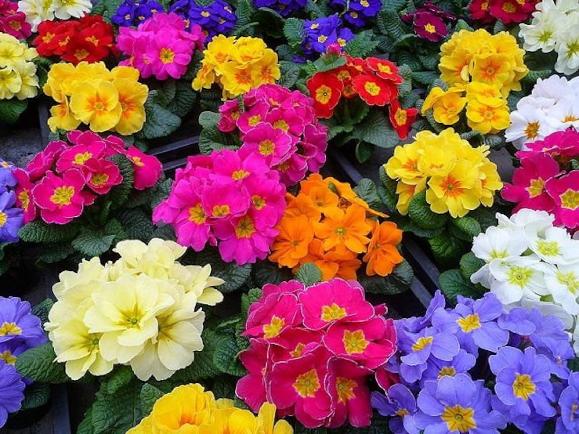 Primula Mix primrose Garden From Ukraine Perennials 389 | Etsy