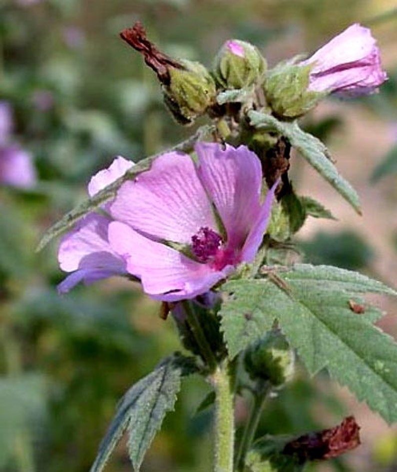 Seeds Herb Althaea Officinalis perennials Russian Heirloom | Etsy