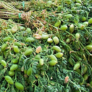 NUT Pea seeds Vegetable chickpeas Heirloom Vegetable Seeds. | Etsy