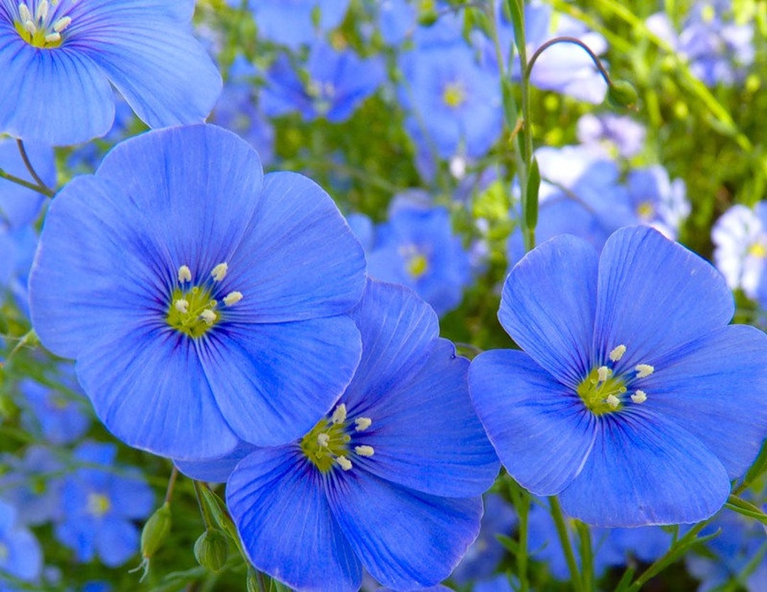 Linen linum Sapphire Flowers Seeds From Ukraine1158 - Etsy