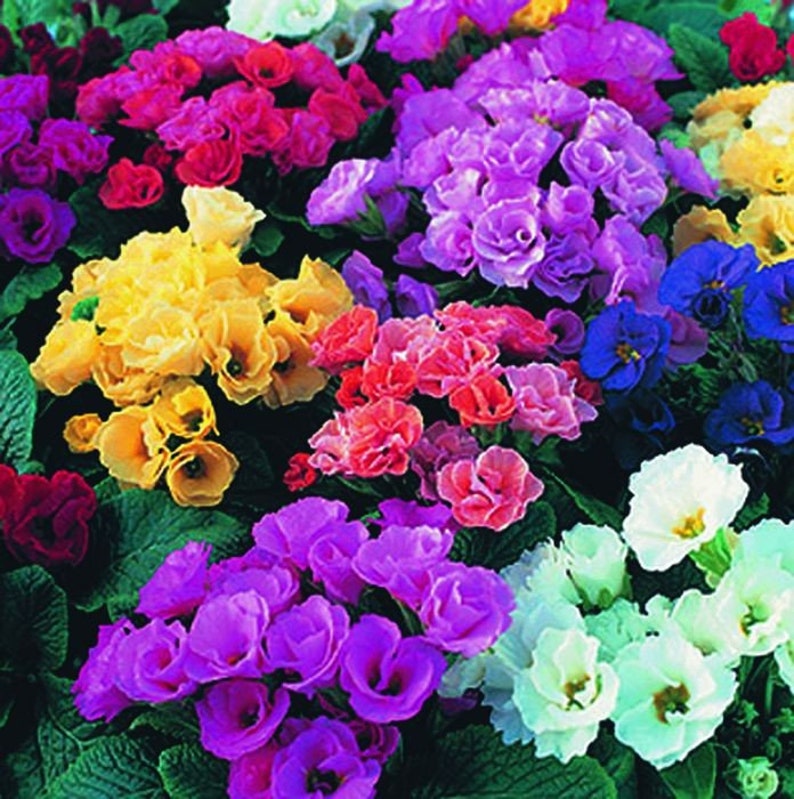 Primula Mix SPRING BOUQUET 1890 - Etsy