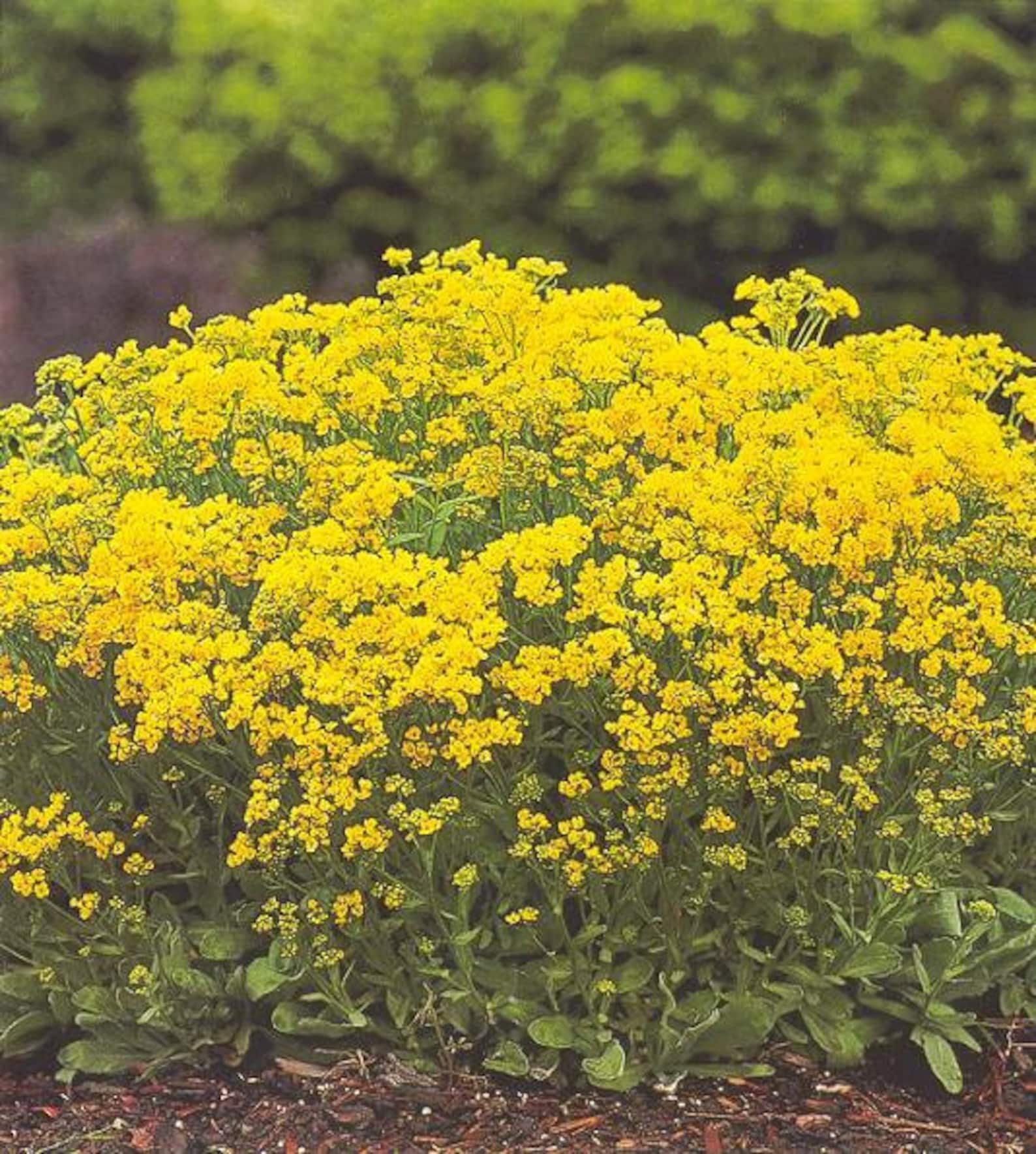 Alyssum Yellow Mountain Flower Seeds - Etsy