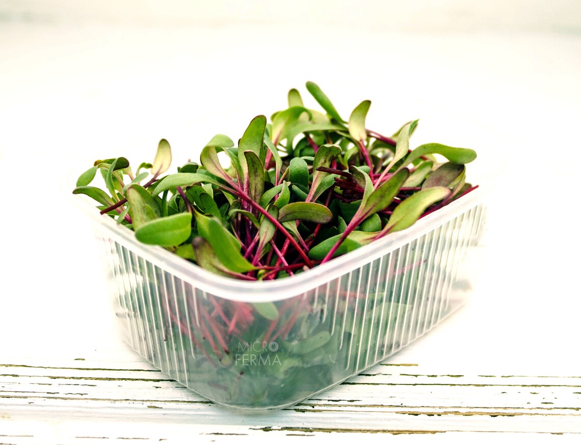 Micro-Green: Beets Salad seeds | Etsy