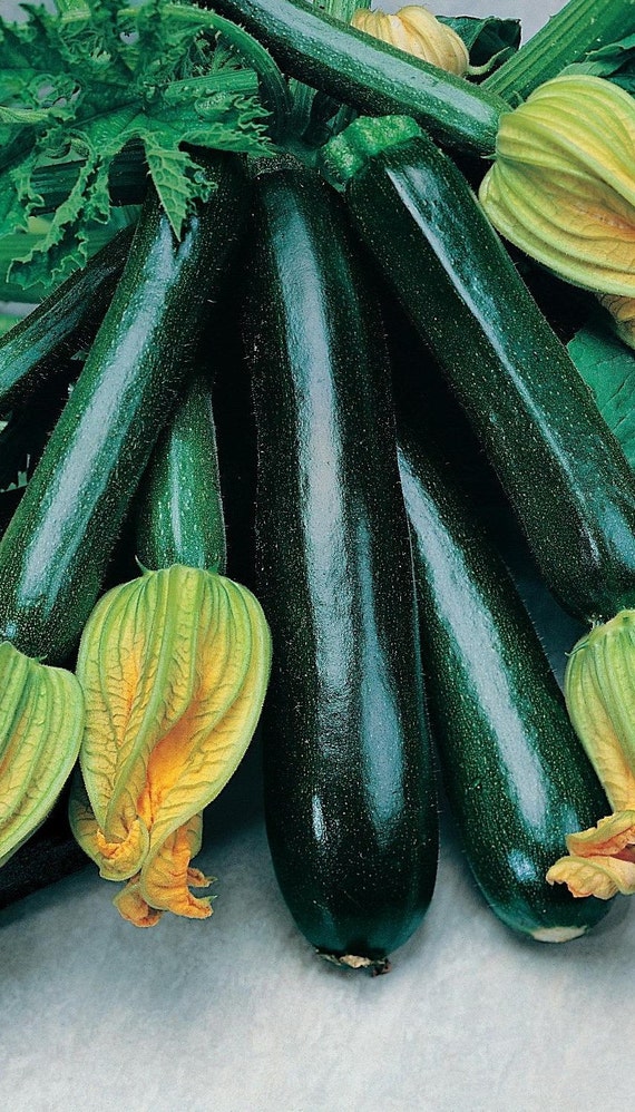Calabaza Zucchini semillas negro belleza reliquia vegetal - Etsy México