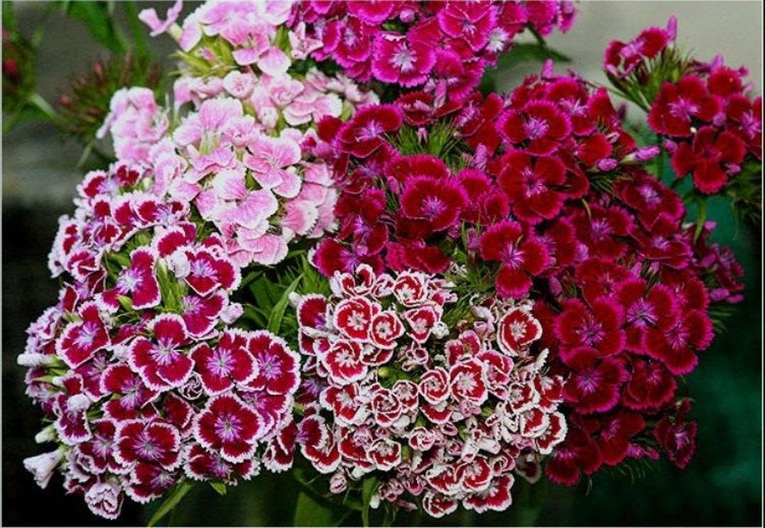 Clove Turkish Stunted Flower Seeds From Ukraine1060 - Etsy