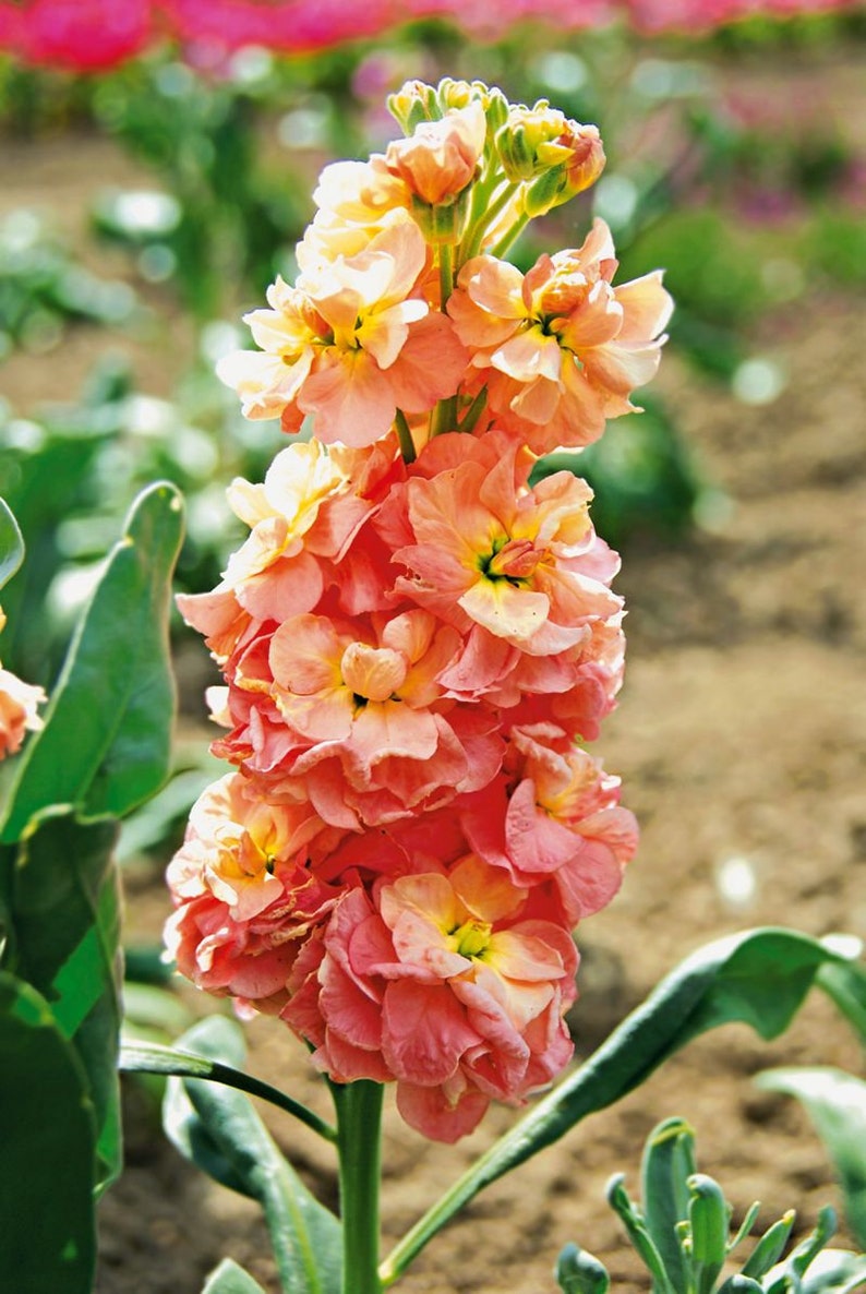 Matthiola Incana Flower Seeds Summer | Etsy