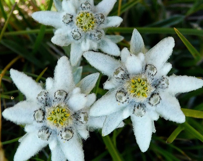 Edelweiss Alpine Flower Seeds 1522 - Etsy