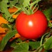 Tomato Seed Riddle - Etsy