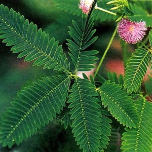 Mimosa Pudica Indoor Flowers Seeds From Ukraine 1246 - Etsy Canada