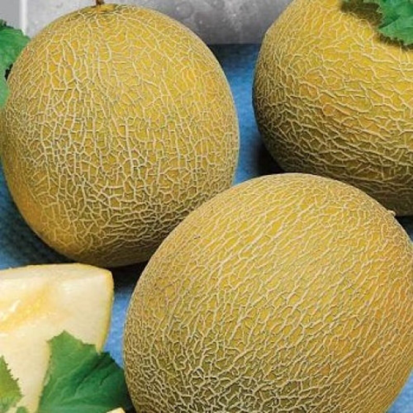 250 SEEDS Melon Seeds Lesya Ukraine Heirloom Vegetable Seeds | Etsy