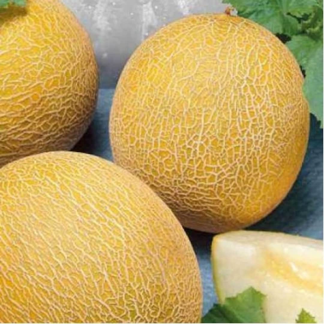 250 SEEDS Melon Seeds Lesya Ukraine Heirloom Vegetable Seeds - Etsy