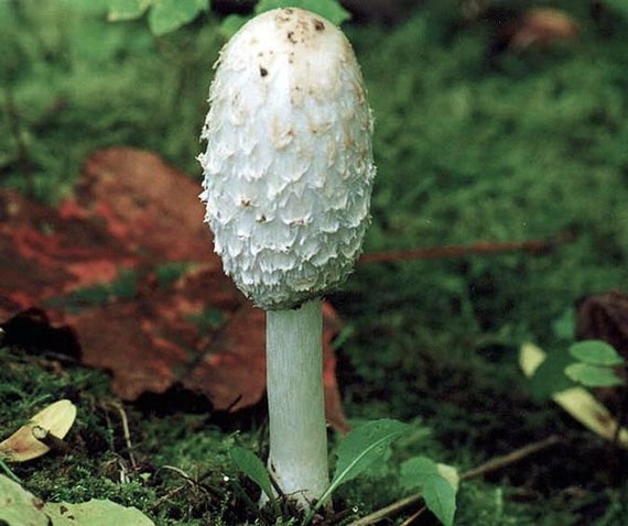 Coprinus Comatus Slide