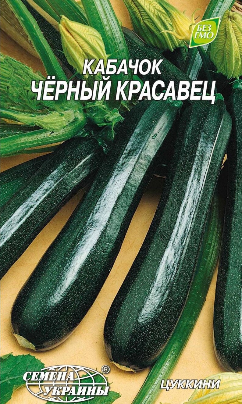 Calabaza Zucchini semillas negro belleza reliquia vegetal semillas ...