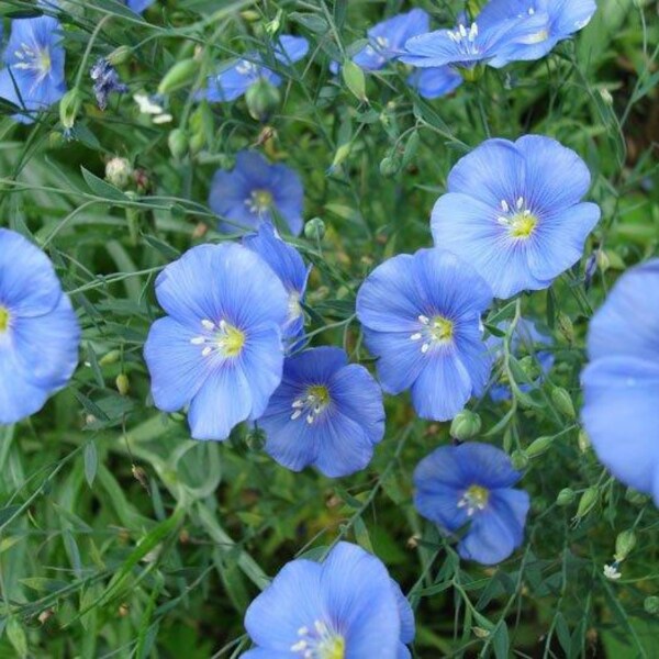 Perennial Flower Seeds - Etsy