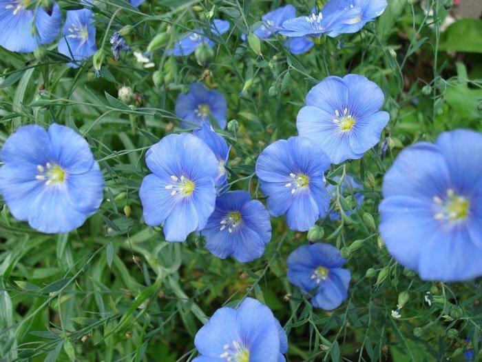 Linum Perennial Tall Flower Seeds from Ukraine1155 | Etsy
