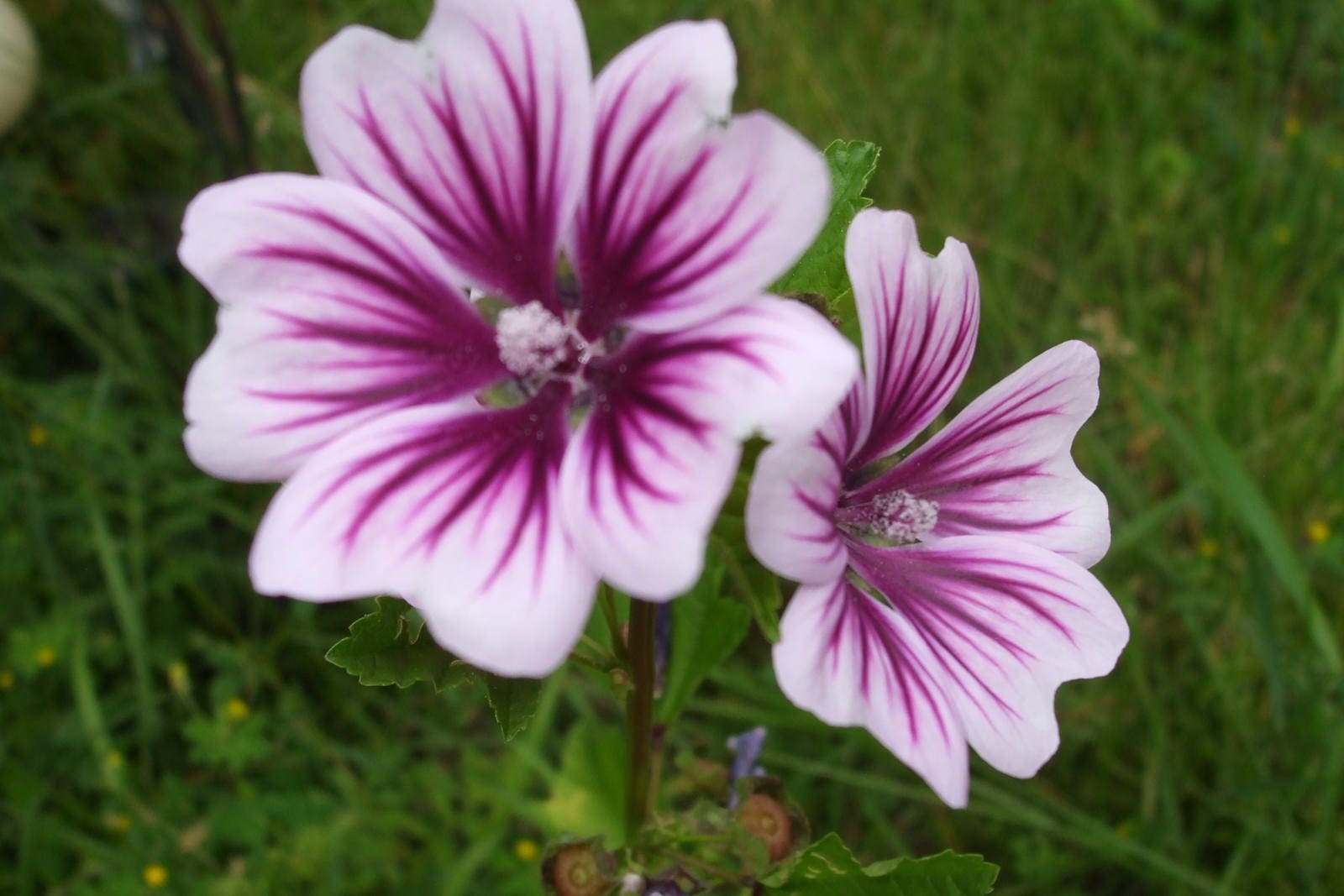 Mallow Zebrino Althaea rosea from Ukraine 1950 | Etsy