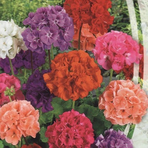 Flower Seeds Geranium Pelargonium Mix - Etsy