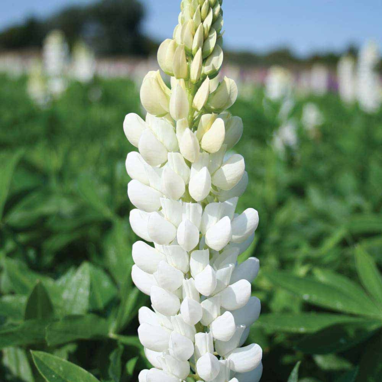 Lupine White Flame Flower Seeds - Etsy