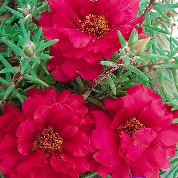 Red Portulaca Grandiflora