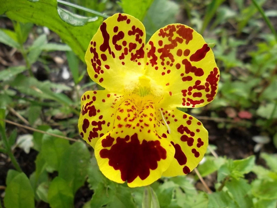 Mimulus Hybridus Flower Seeds Annuals 1540 | Etsy