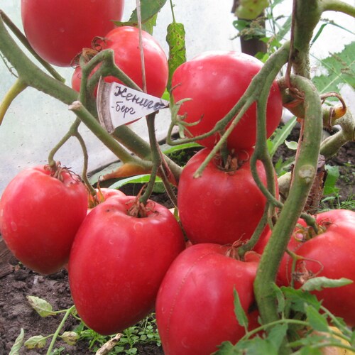 Tomato Seeds Sugar Plum - Etsy